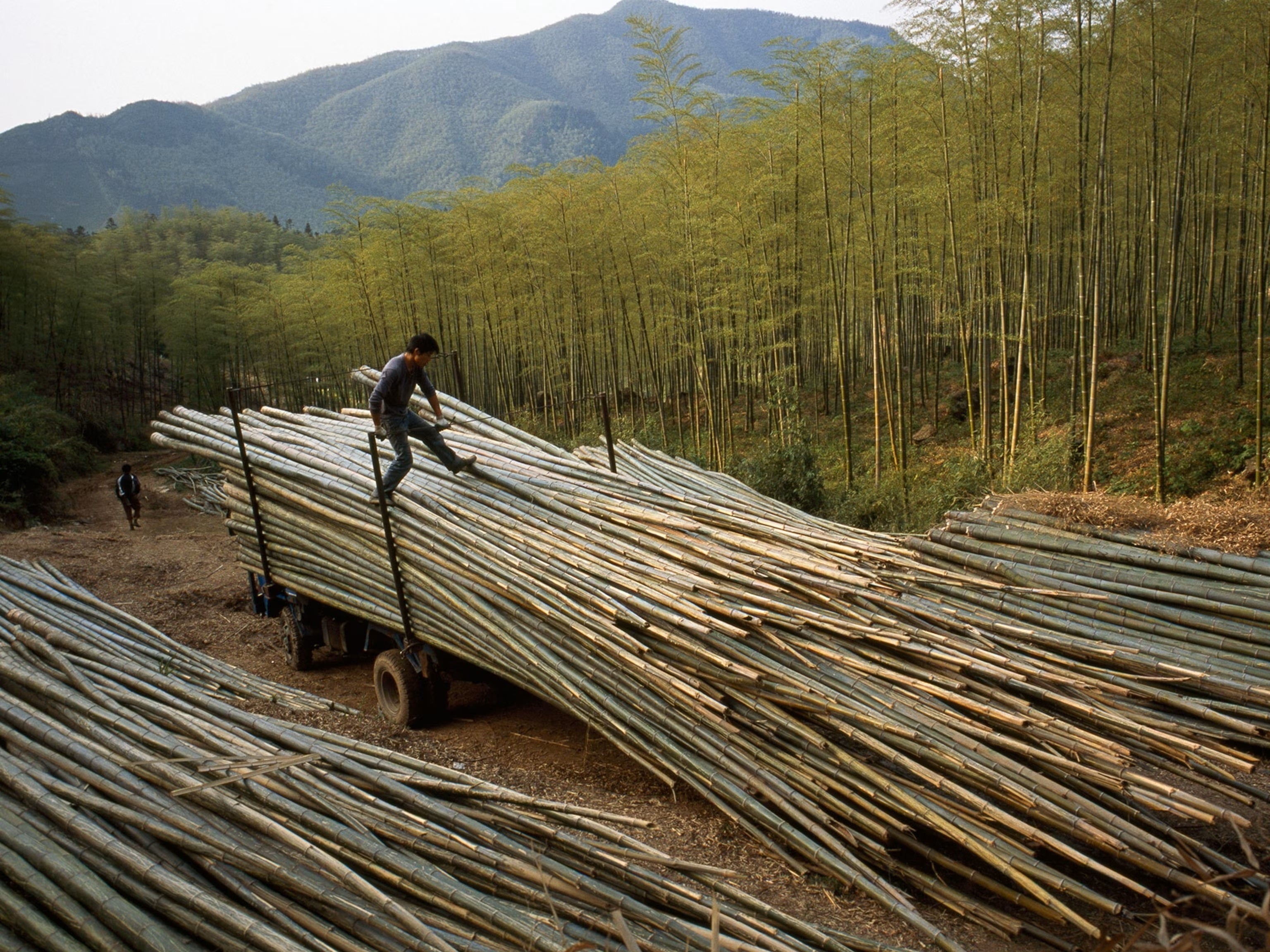 Truth or Trend: Is Bamboo Truly Sustainable? - Mianzi : Bamboo Decor